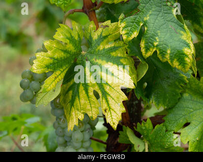 Interveinal chlorosis caused by iron or nitrogen deficiency to a grape vine leaf Stock Photo - Alamy