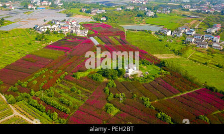 Guang'An, China. 15th August, 2018. Aerial photography of flower fields ...