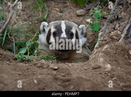A Badger Yellowstone National Park Wyoming Stock Photo - Alamy