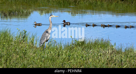 Green-winged Teal in Yellowstone National Park Stock Photo - Alamy