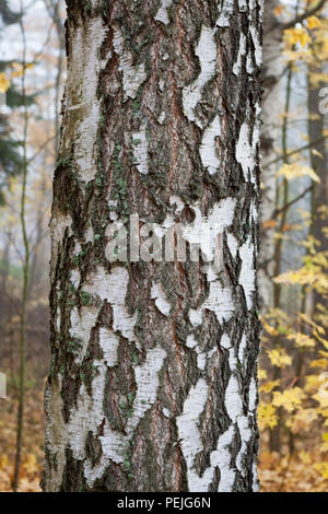 close up of a birch tree trunk Stock Photo - Alamy