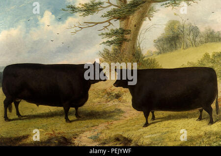 Aberdeen Angus Cattle Stock Photo - Alamy