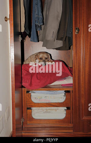Puppies relaxing in their bed Stock Photo - Alamy