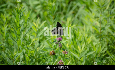 Black Swallowtail Butterflies in Rural Indiana Stock Photo - Alamy