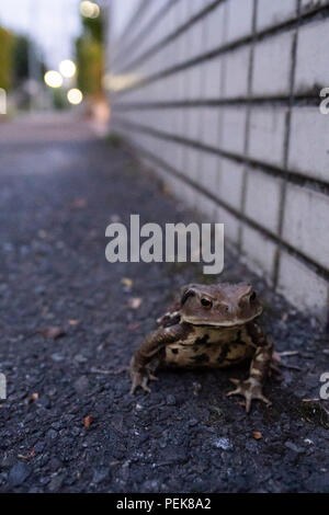 Japanese Common Toad, Bufo japonicus. Captive (origin Japan). Bufonidae ...