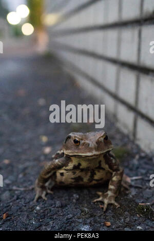 Japanese common toad ( Bufo japonicus ) , on the road in residential ...
