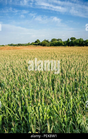 Vast corn fields. overhead view Stock Photo - Alamy