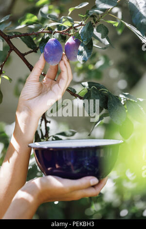 sweet plums in hand closeup Stock Photo - Alamy