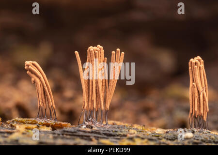 Chocolate tube slime mould or mold, Stemonitis splendens Stock Photo ...