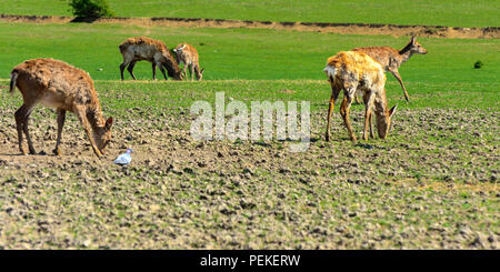 A unique period of molting deer. The deer loses its hair. It starts ...