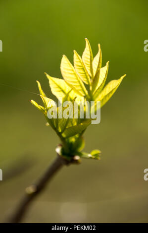 Ash buds opening in spring Stock Photo - Alamy