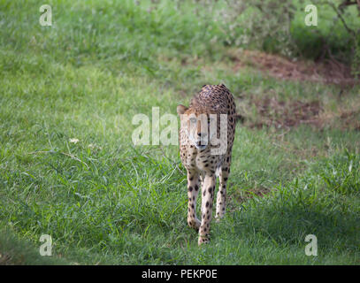 Leopard in Phoenix Zoo, Arizona,USA Stock Photo - Alamy