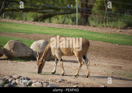 Common Eland in Phoenix Zoo, Arizona,USA Stock Photo - Alamy
