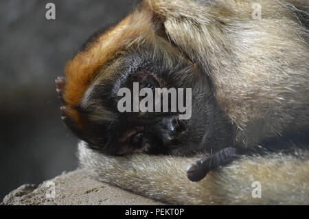Spider monkey laying on a rock Stock Photo - Alamy