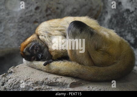 Spider monkey laying on a rock Stock Photo - Alamy
