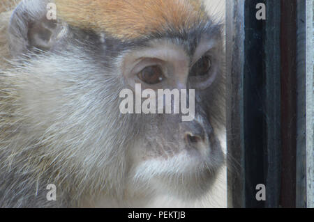 Patas monkey looking through the window Stock Photo - Alamy