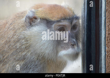 Patas monkey looking through the window Stock Photo - Alamy