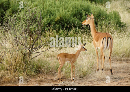Female impala with her offspring, Samburu Game Reserve, Kenya Stock ...