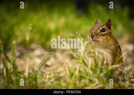 North American chipmunk exploring the yard early spring and eating ...