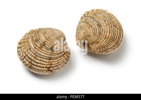 Pair of two fresh raw warty venus clams isolated on white background ...