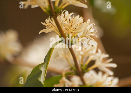 Closeup of Arabica coffee flower. Arabica coffee tree is one of the ...