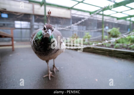 Raystede animal rescue centre Stock Photo - Alamy