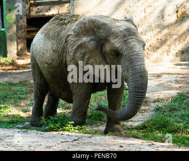 African elephant covered with dried mud Stock Photo - Alamy