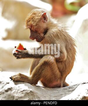 baboon in a zoo in singapore Stock Photo - Alamy