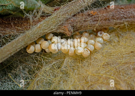 Eggs of the Vapourer moth, or Rusty Tussock Moth, Orgyia antiqua, cocoon, with eggs laid on ...