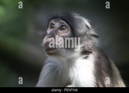 West African White-crowned mangabey (Cercocebus atys/ torquatus ...