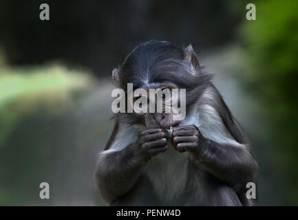 Portrait of a sooty mangabey monkey (Cercocebus atys lunulatus Stock ...