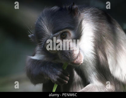 Feeding West African White-crowned mangabey (Cercocebus atys/ torquatus ...