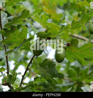 old oak with green acorns on the branches is a food source for wildlife ...