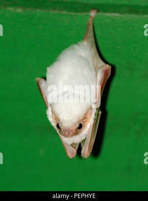 Ghost Bat Diclidurus albus Costa Rica Stock Photo - Alamy
