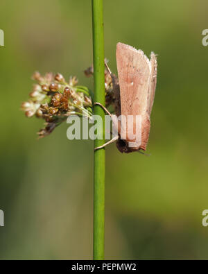 The Clay (Mythimna ferrago Stock Photo - Alamy