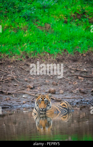 A tiger cub in monsoon season Stock Photo - Alamy