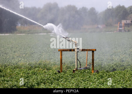 Crops being watered during a summer drought in Cambridgeshire Stock ...