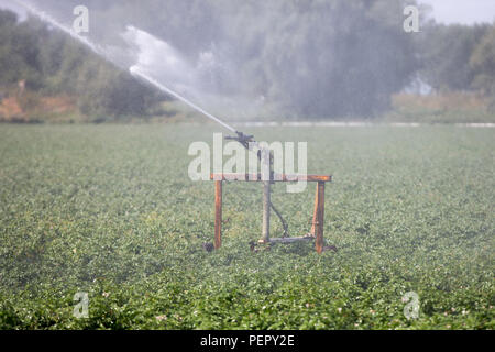 Crops being watered during a summer drought in Cambridgeshire Stock ...