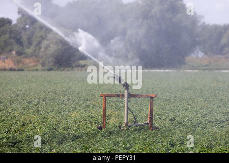 Crops being watered during a summer drought in Cambridgeshire Stock ...
