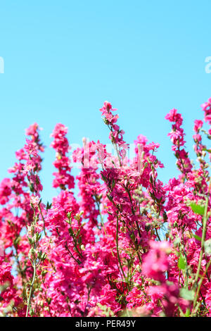 Confetti fields at Wick, Worcestershire, England Stock Photo - Alamy