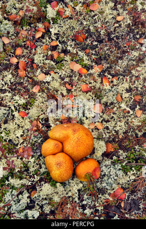 Tundra plants with autumn colour and fallen caribou antler, Ennadai ...