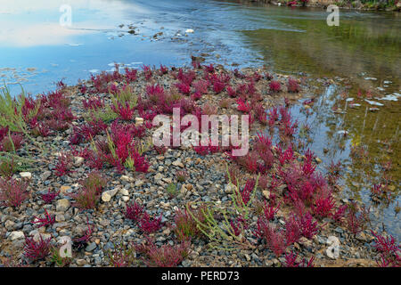 Red samphire (Salicornia rubra) plant in Alkali Lake Foremost Alberta ...