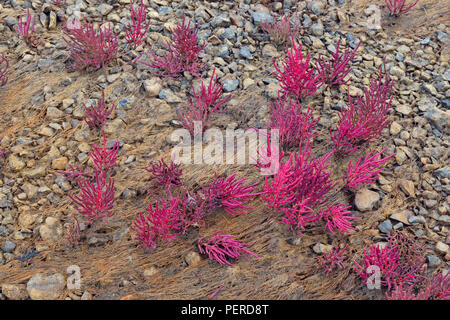 Red samphire (Salicornia rubra) plant in Alkali Lake Foremost Alberta ...