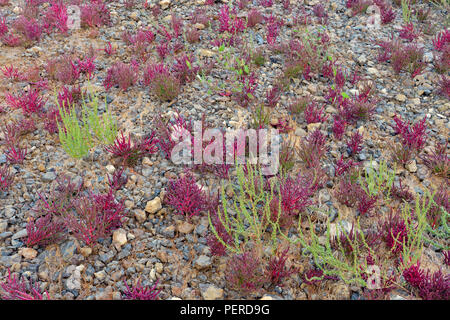 Red samphire (Salicornia rubra) plant in Alkali Lake Foremost Alberta ...