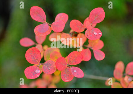 Autumn arctic blueberry (Vaccinium uliginosum), Arctic Haven Lodge ...