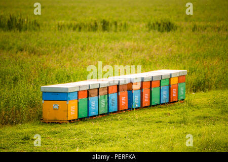 Colored hives for breeding bees in Italian countryside Stock Photo - Alamy