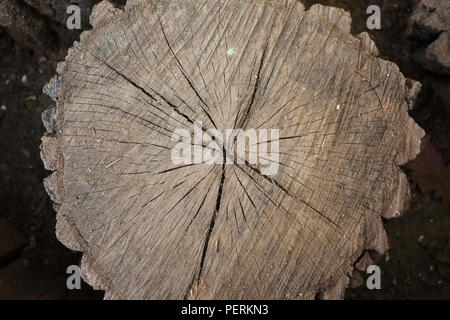 One old wooden log viewed from above Stock Photo - Alamy