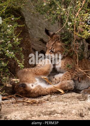 lynx cubs, wildlife Stock Photo - Alamy