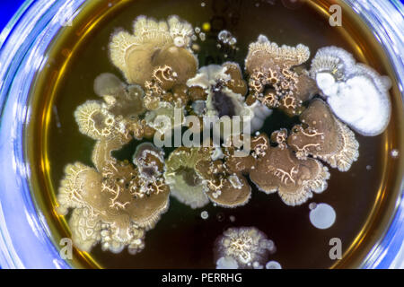 Culture of mold growing in a petri dish on a PDA, agar nutrient plate ...