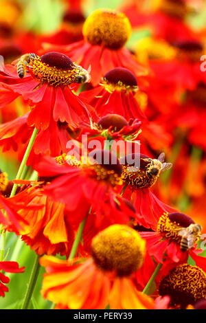 Bees pollinating helenium flowers on a warm sunny day Stock Photo - Alamy
